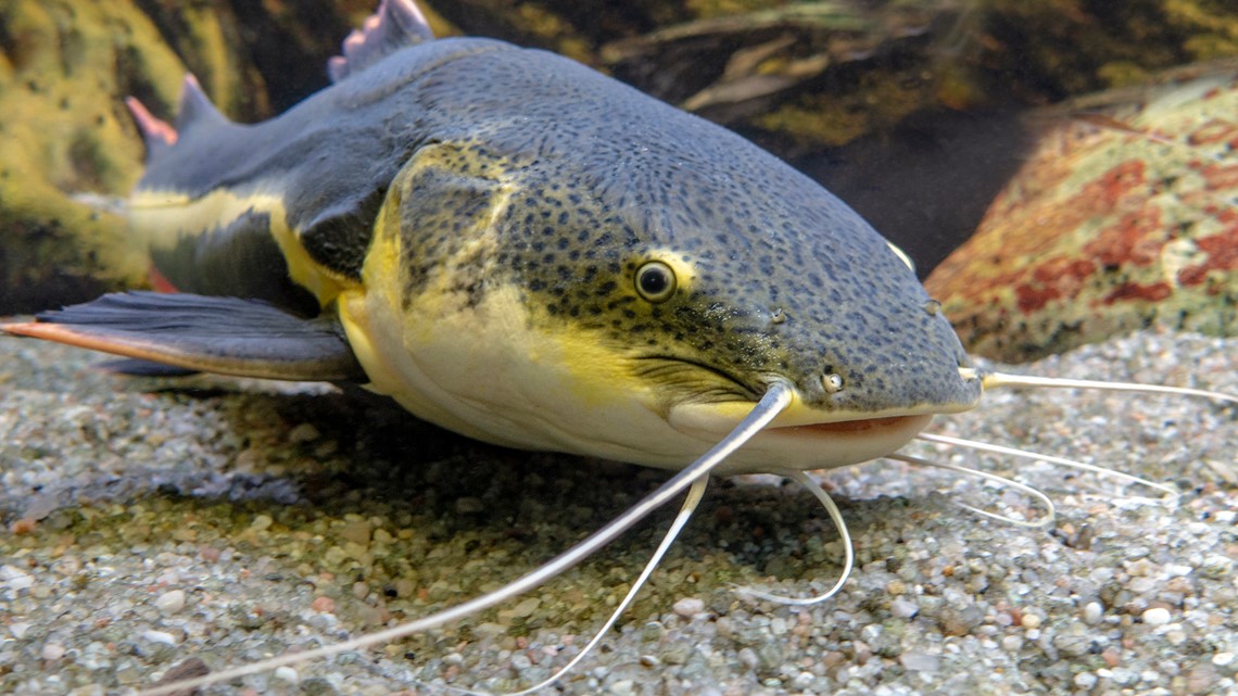 VERIFY: Video of man catching catfish with eggs and toothpaste is ...