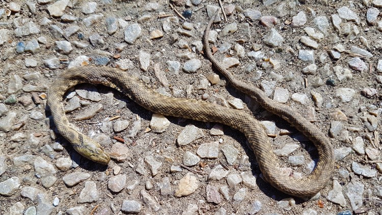 Rangers stumble upon three-eyed snake on Australia highway | whas11.com
