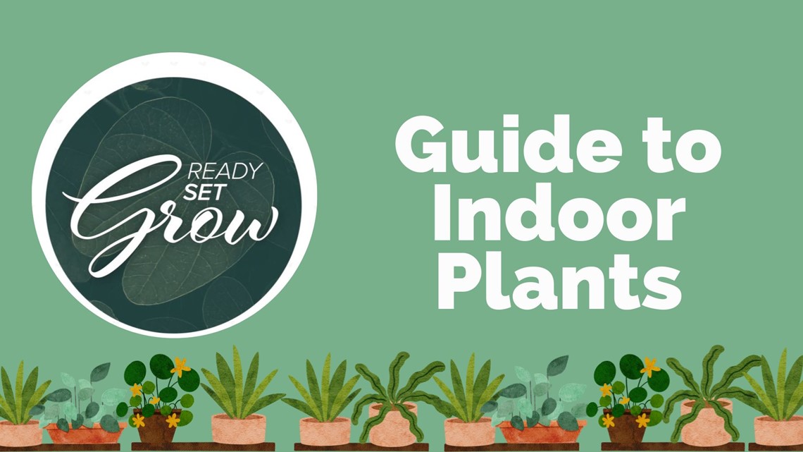 Ready, Set, Grow | Guide to indoor plants | whas11.com