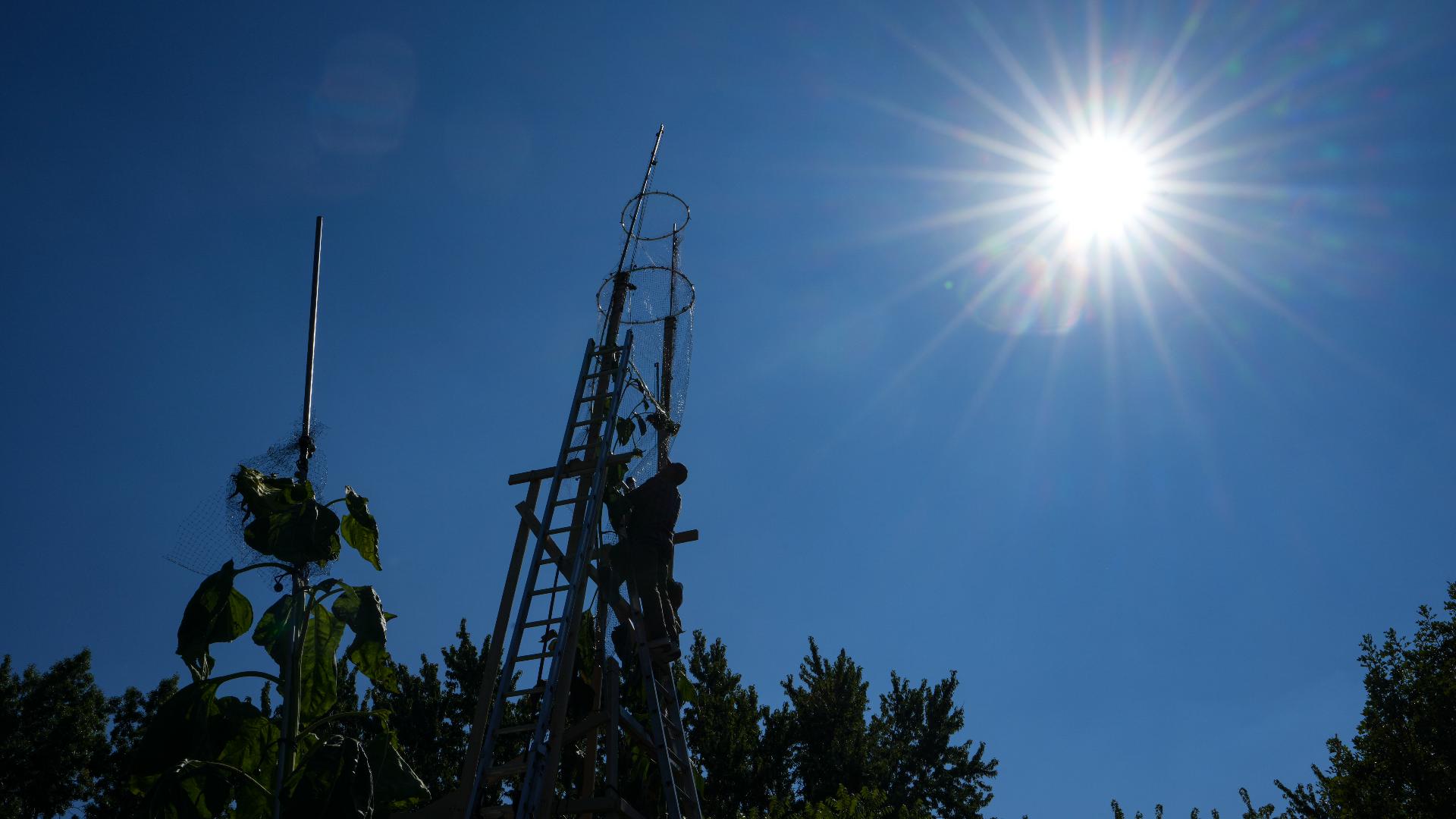 Alex Babich sets record with world's tallest sunflower | whas11.com