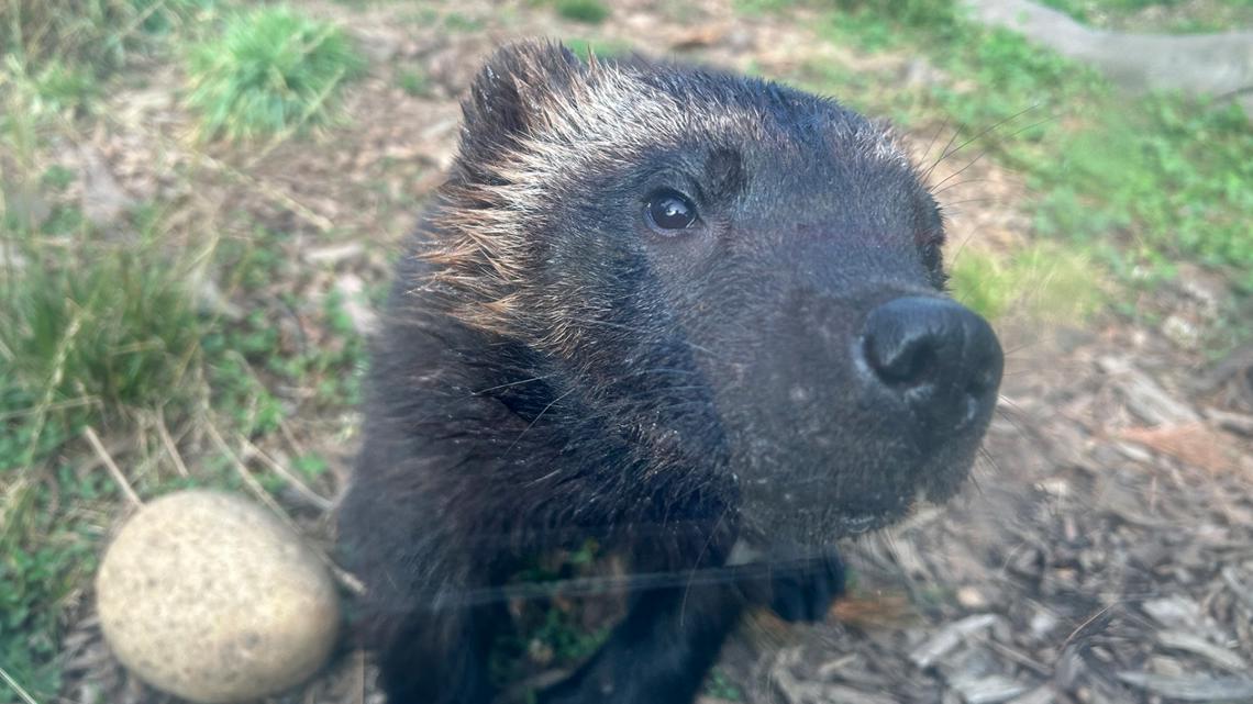 Wolverine sees brighter future after groundbreaking eye surgery ...