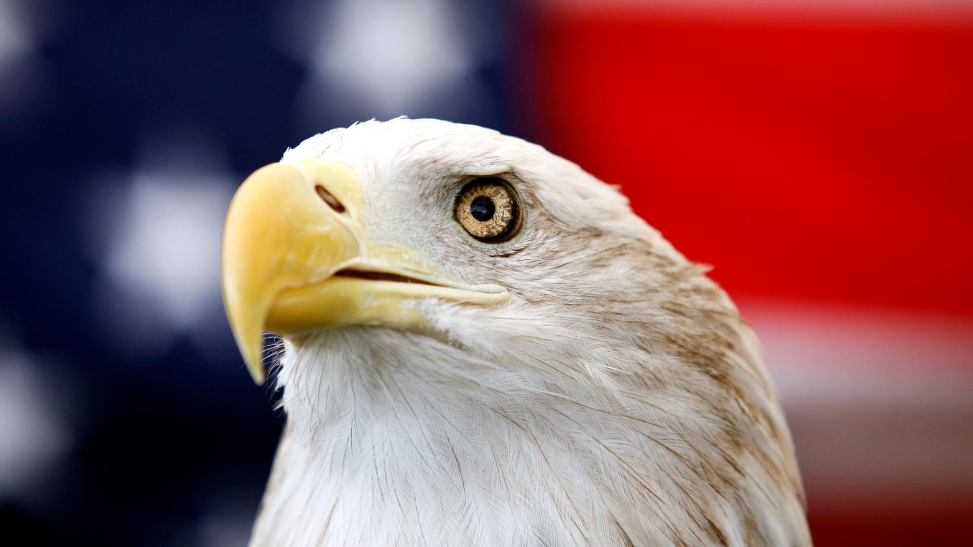 Bald eagle recognized as national bird of the US | whas11.com