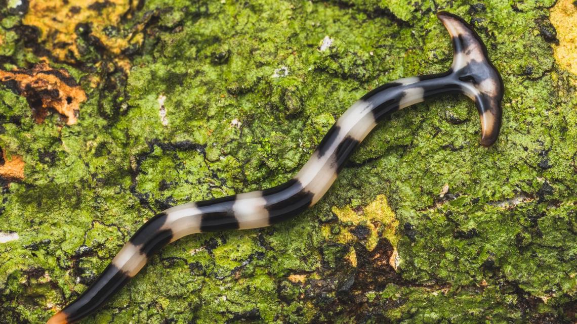 What are hammerhead worms and are they dangerous? | whas11.com