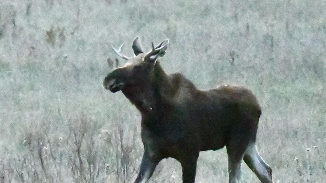 'Rutt' the moose attracts a following as he wanders Minnesota | whas11.com