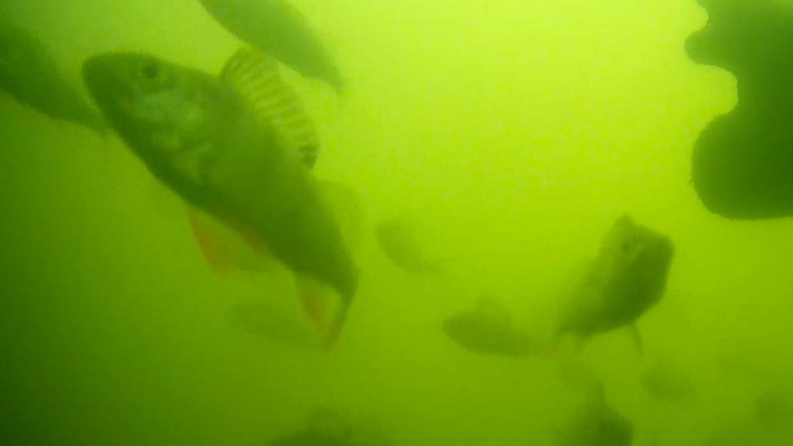 Utrecht's fish doorbell aids spring migration | whas11.com