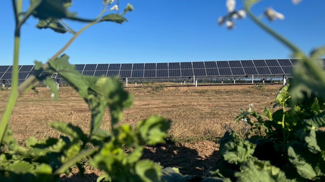 OSU research combines solar energy with agriculture | whas11.com