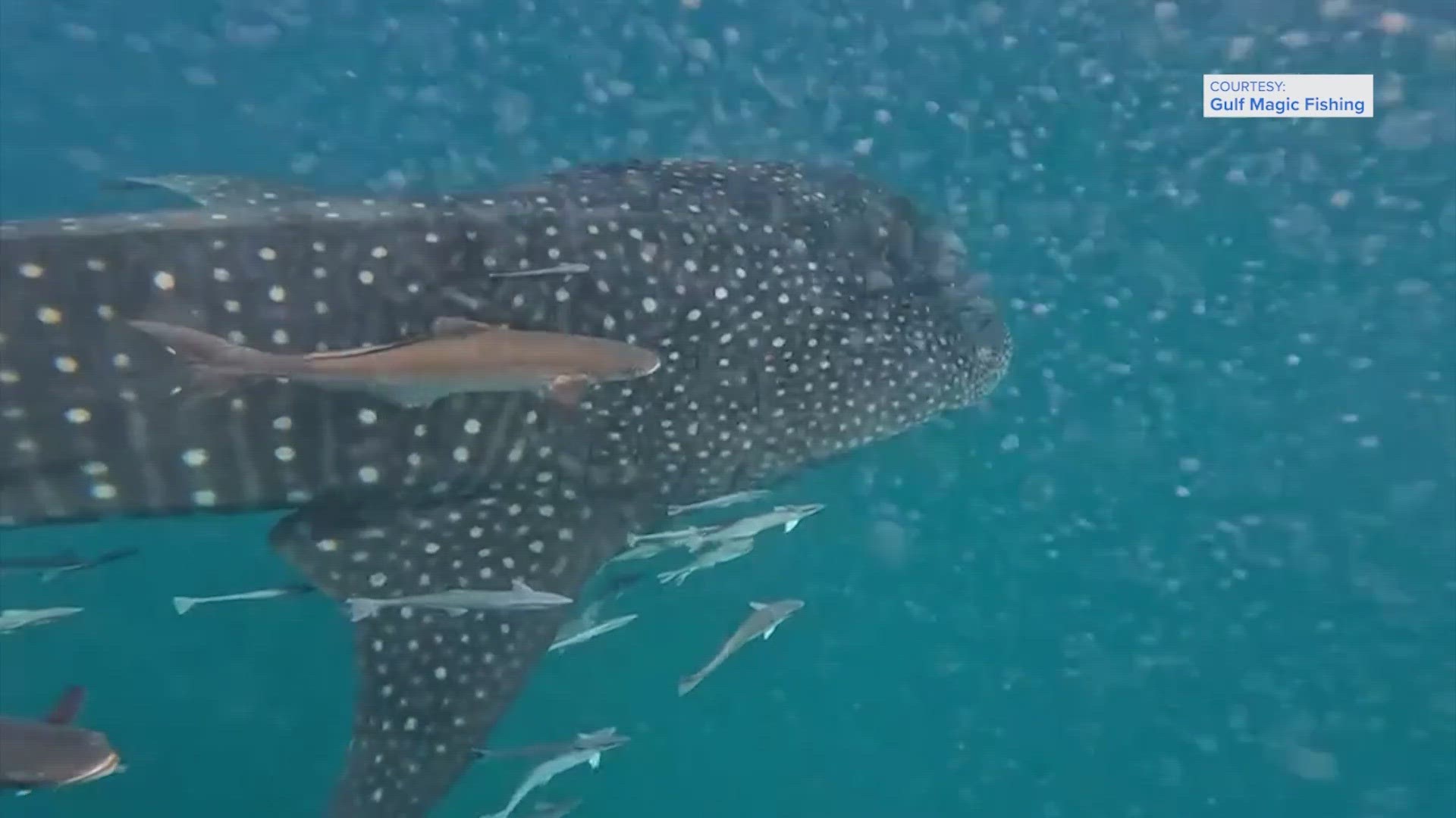 Whale shark spotted by anglers off Texas coast | whas11.com