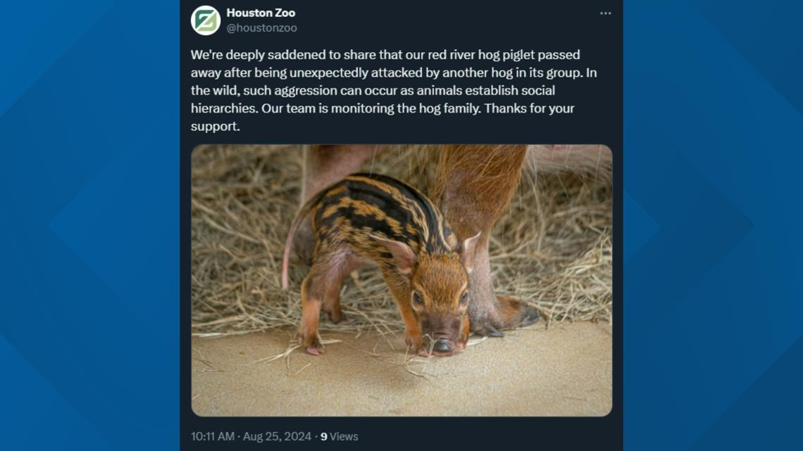 Houston Zoo red river hog piglet dead after other hog attacked | whas11.com
