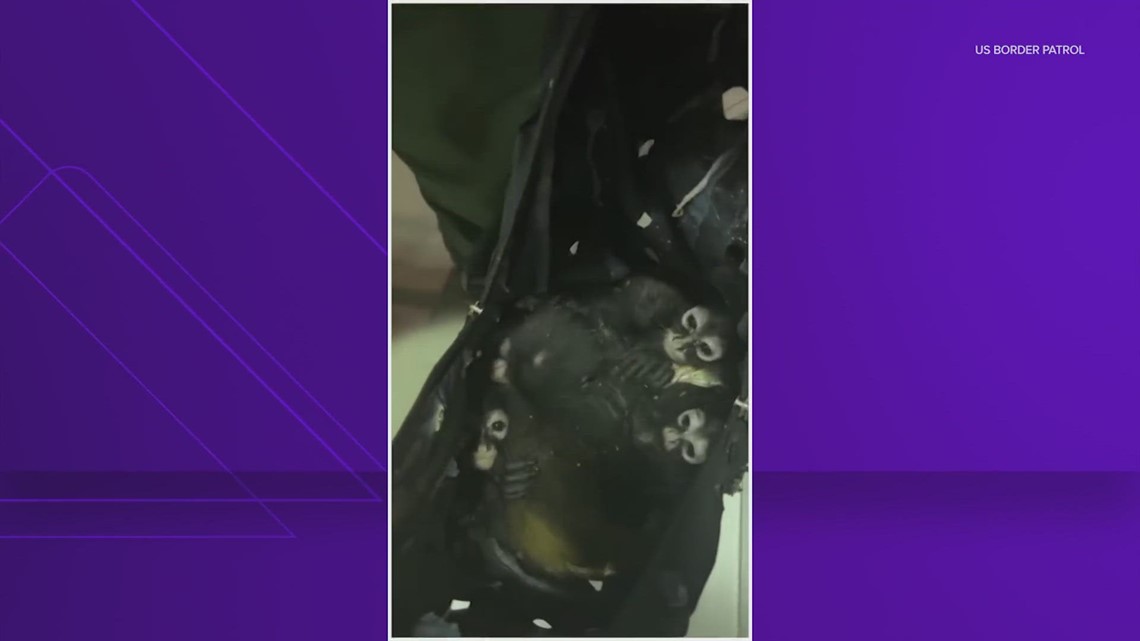 US border patrol agents find backpack full of spider monkeys | whas11.com
