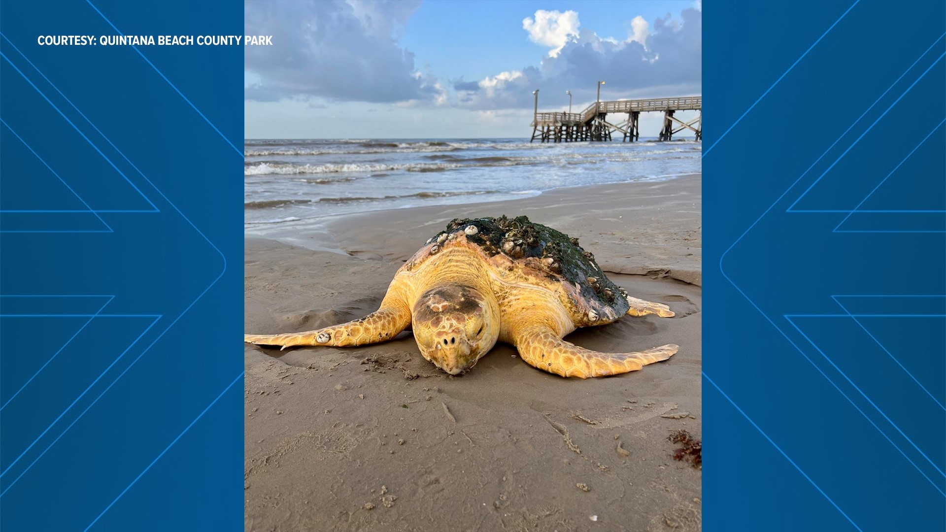 Loggerhead sea turtle off coast of Quintana Beach County Park | whas11.com