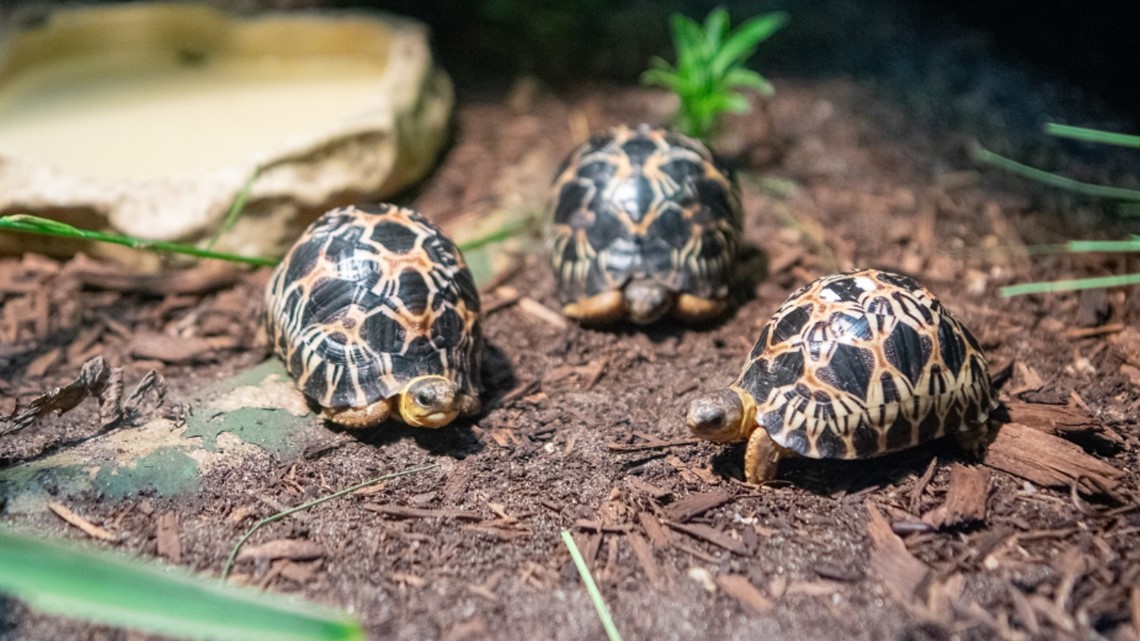 Tiny triplet tortoises at Houston Zoo turn 1 | whas11.com