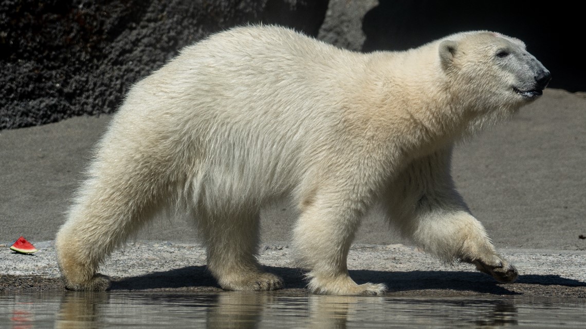 Point Defiance Zoo welcomes twin sister polar bear cubs | whas11.com