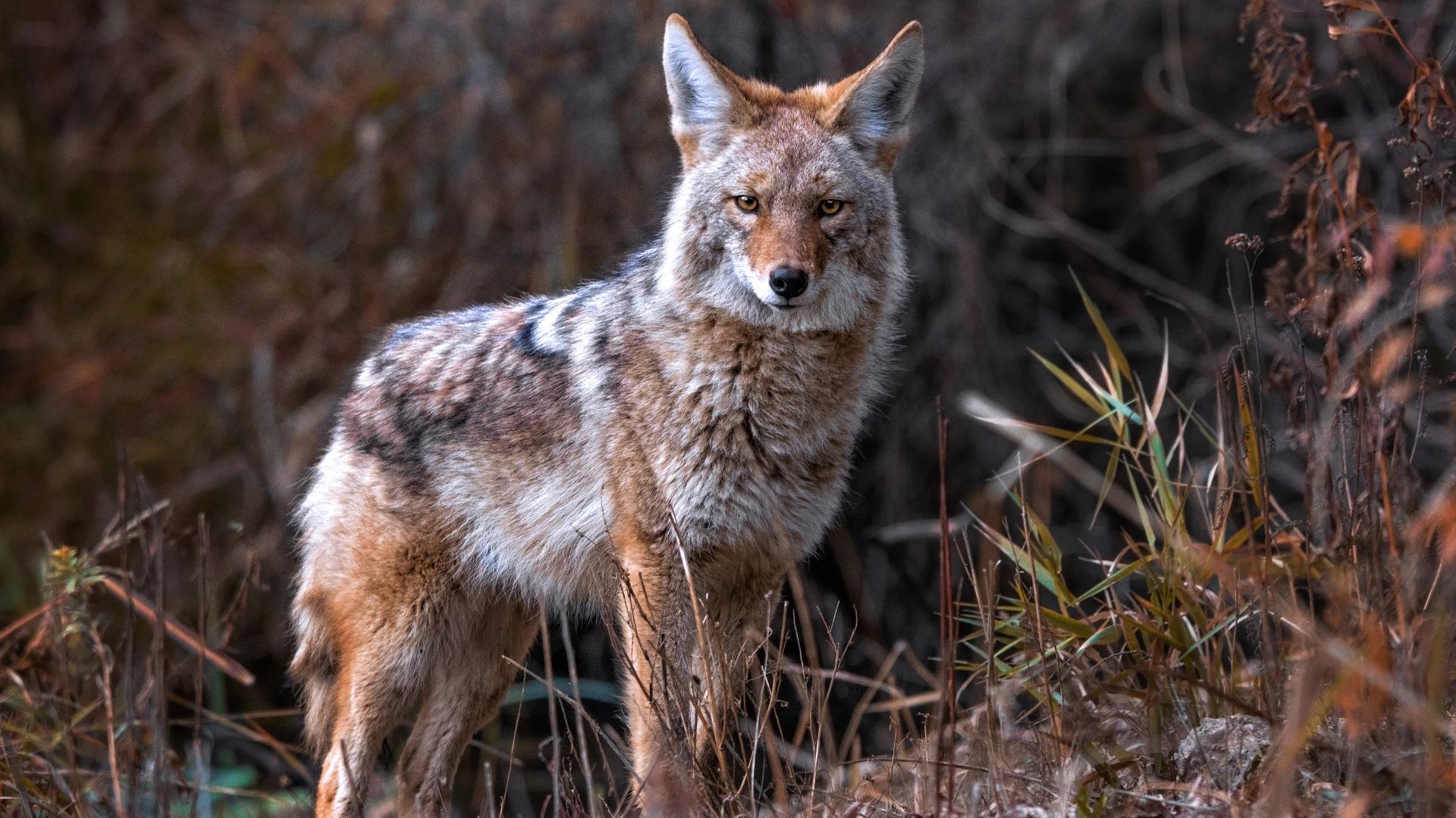 Coyote sightings in Kentucky: Here's what to do if you see one | whas11.com
