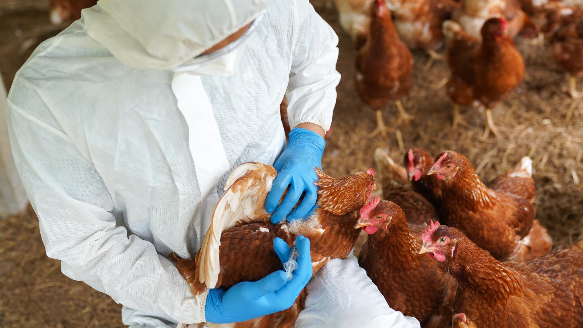 Over 76K birds infected by bird flu since start of 2026 | whas11.com