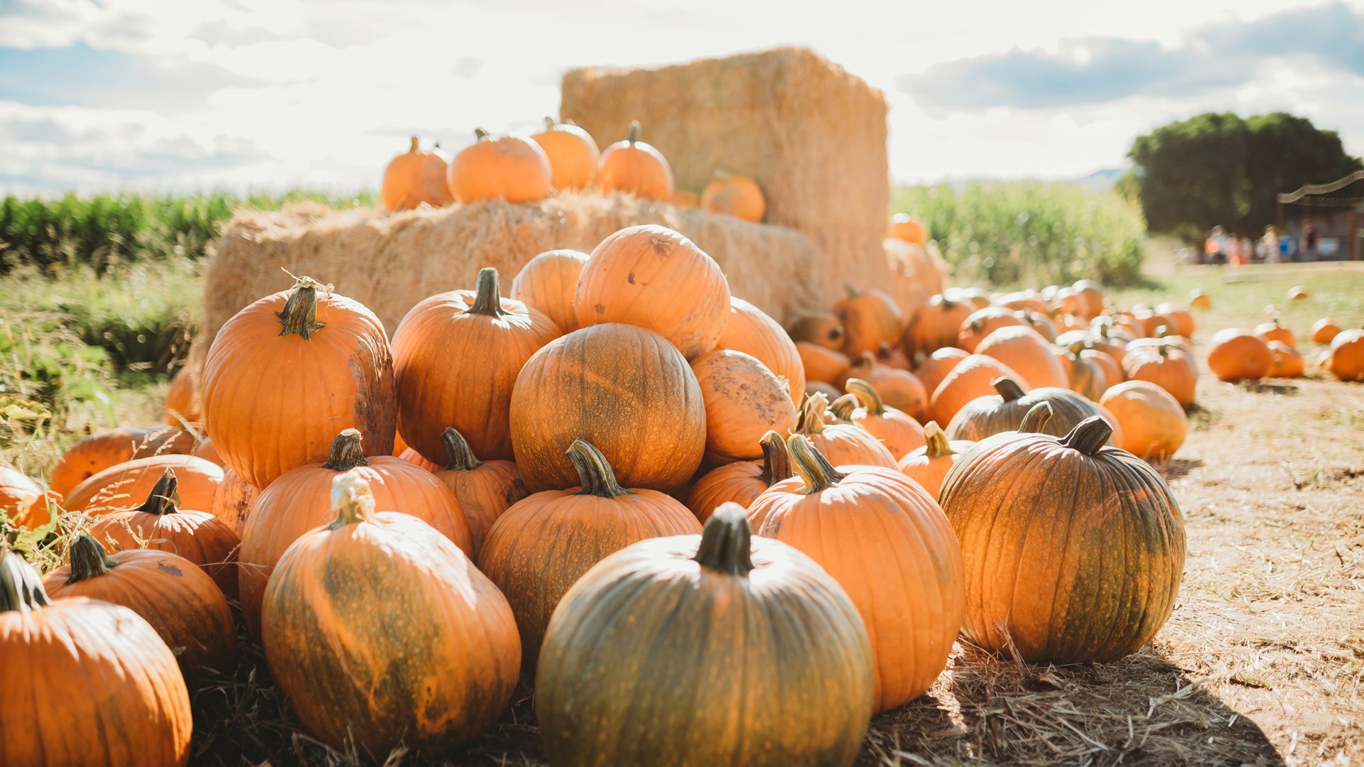 Huber's Orchard and Winery ranked in top 10 pumpkin patches | whas11.com