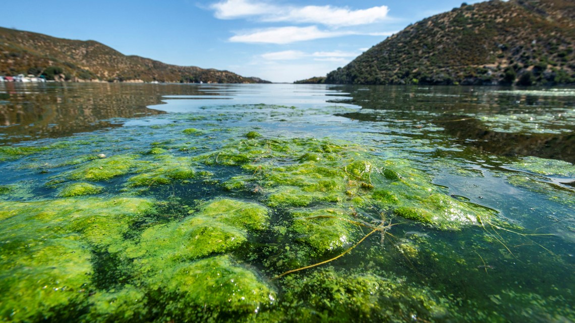 Harmful blooms from blue-green algae found in Ohio River, officials say ...
