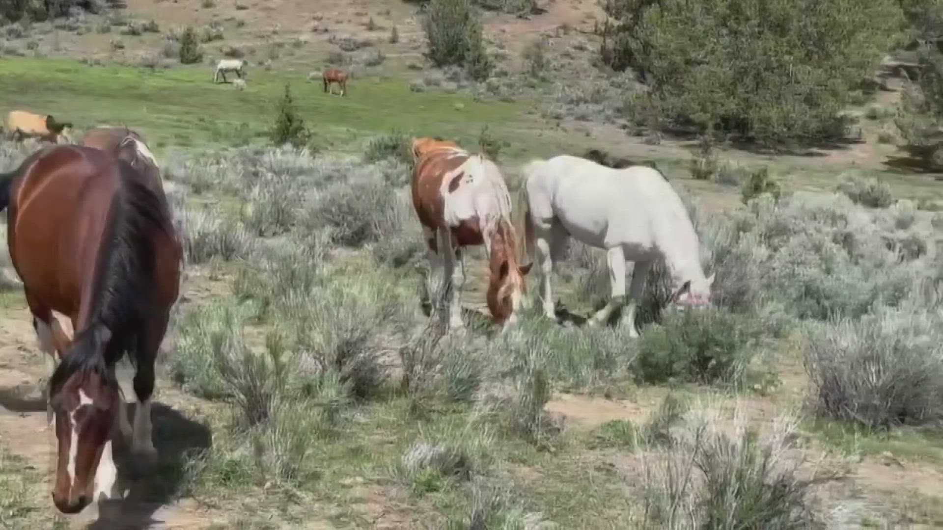 Neglected Maine mustangs 'thriving' after 1 year being out West ...