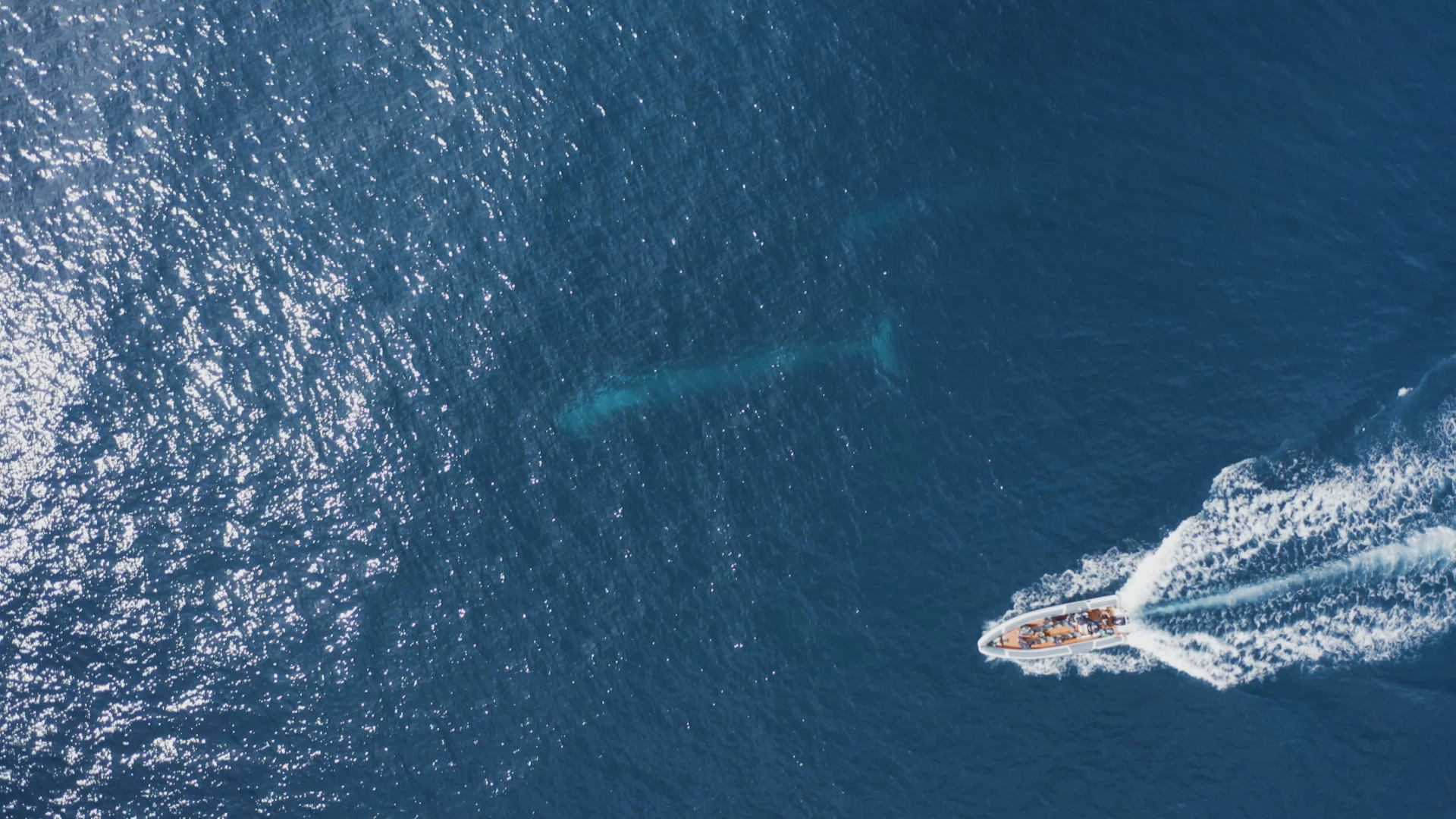 Are we closer to understanding what whales communicate? | whas11.com