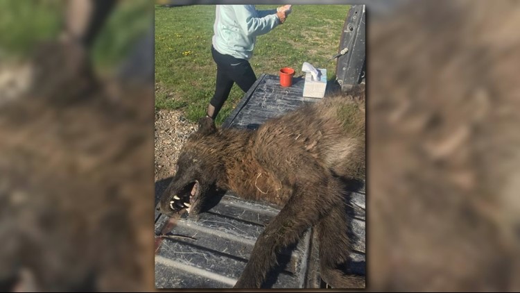 whas11.com | Is it a wolf? A hybrid? Mysterious furry creature shot in ...