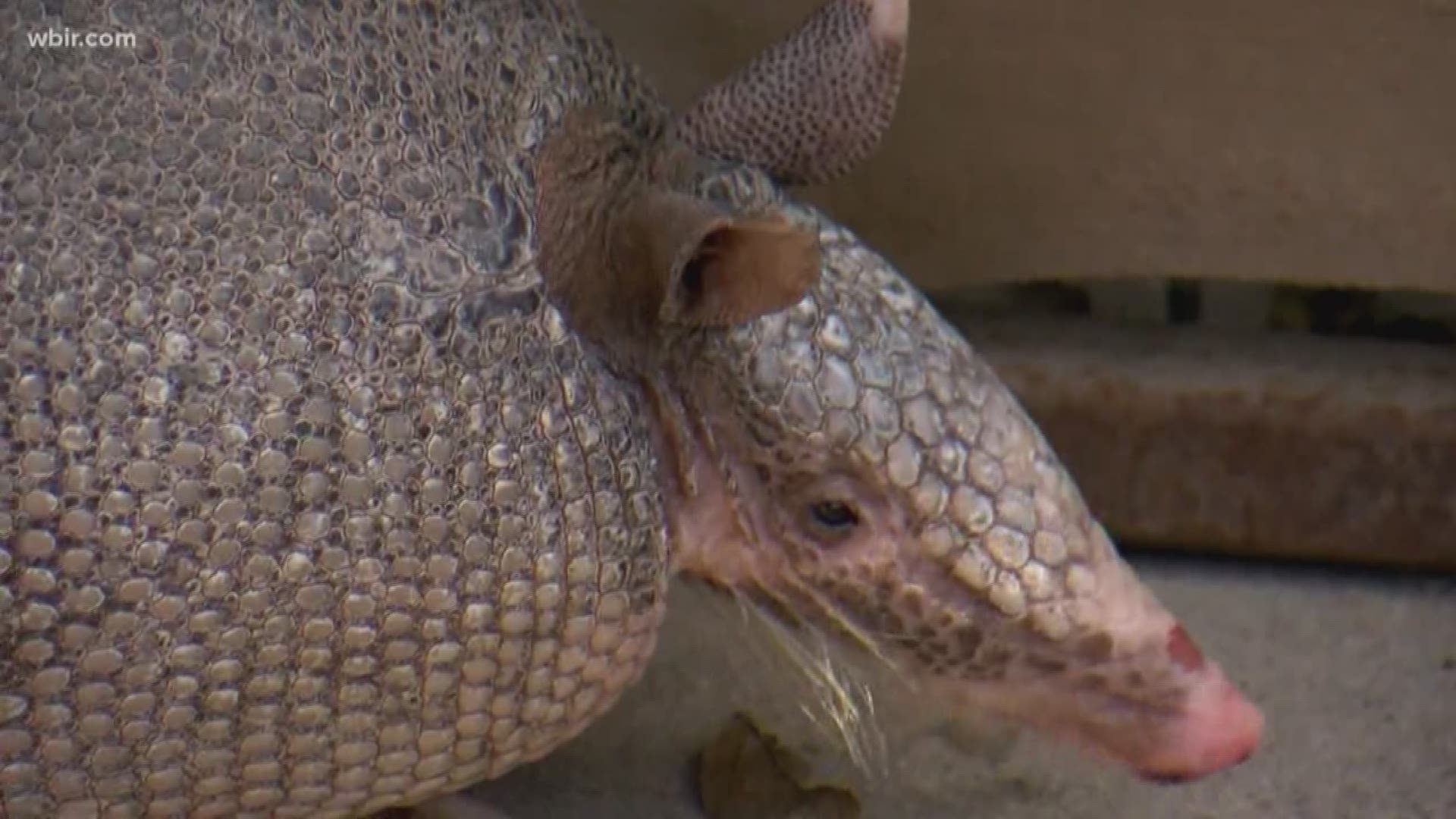 Where are armadillos in Indiana? | whas11.com