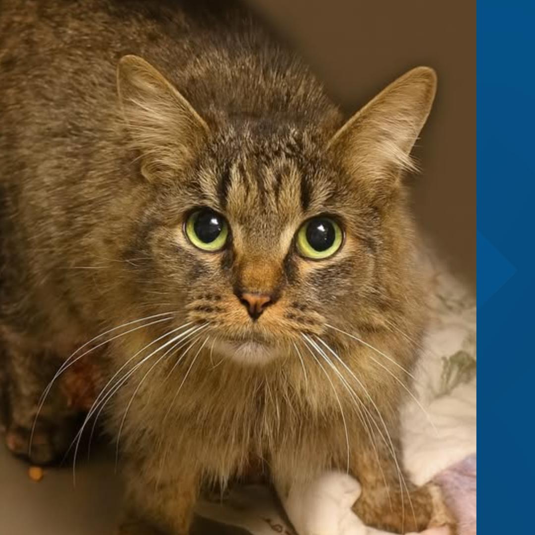 'Sippin' Santa' pop-up bar opens in downtown Louisville for the ...