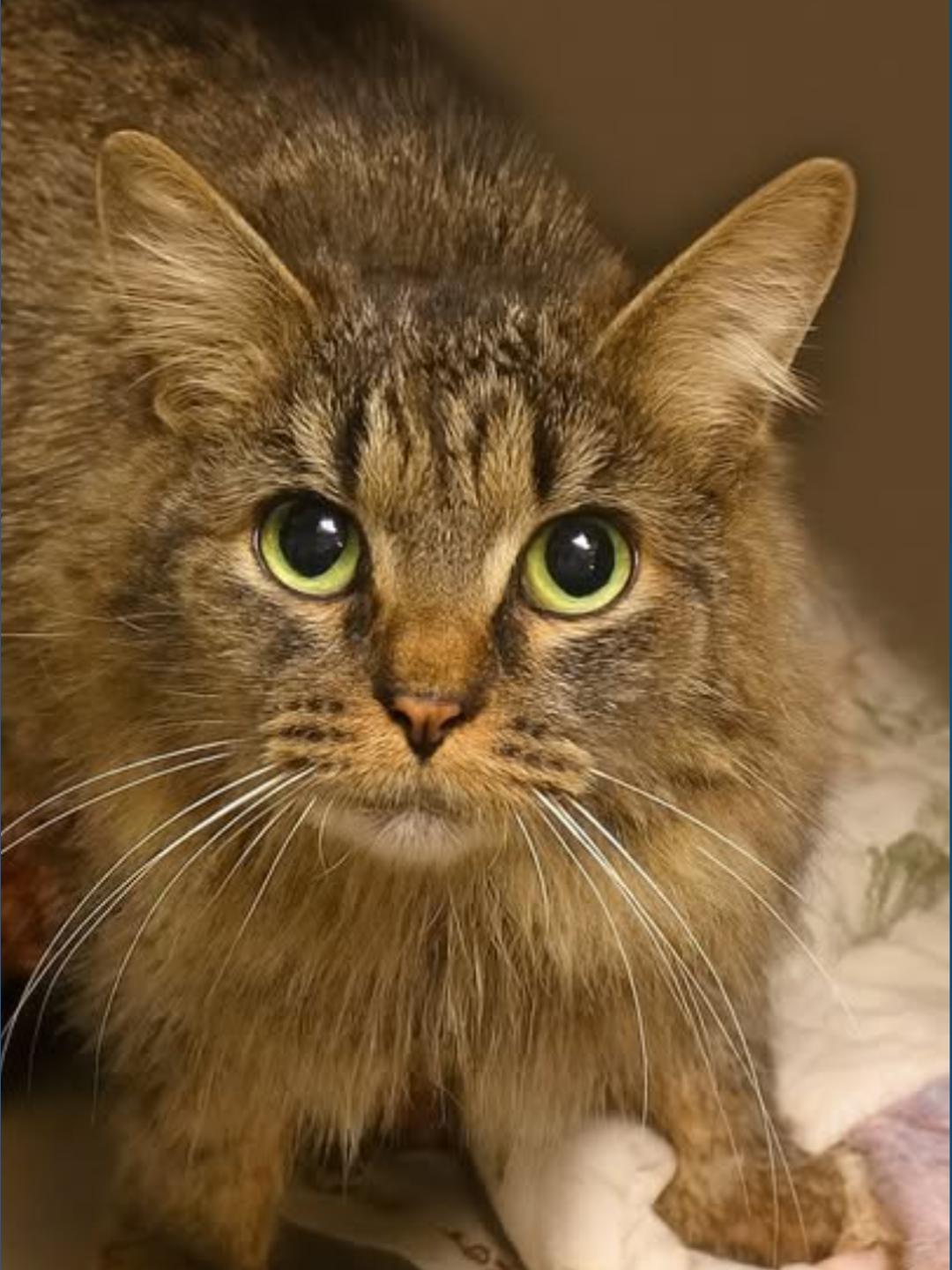 'Sippin' Santa' pop-up bar opens in downtown Louisville for the ...