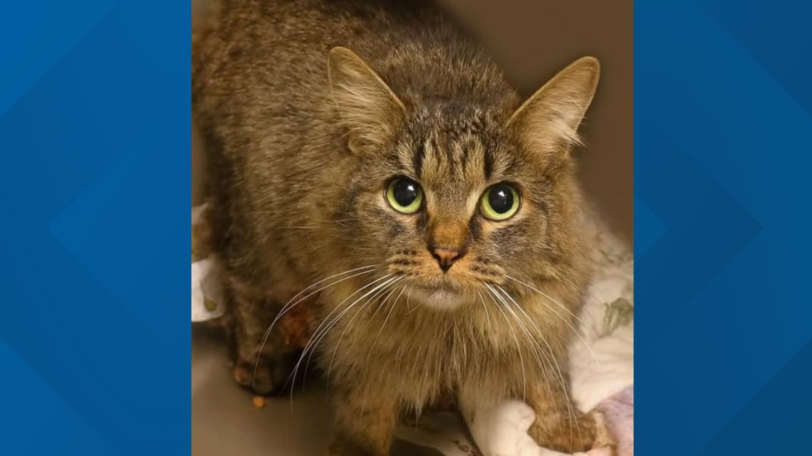 'Sippin' Santa' pop-up bar opens in downtown Louisville for the ...