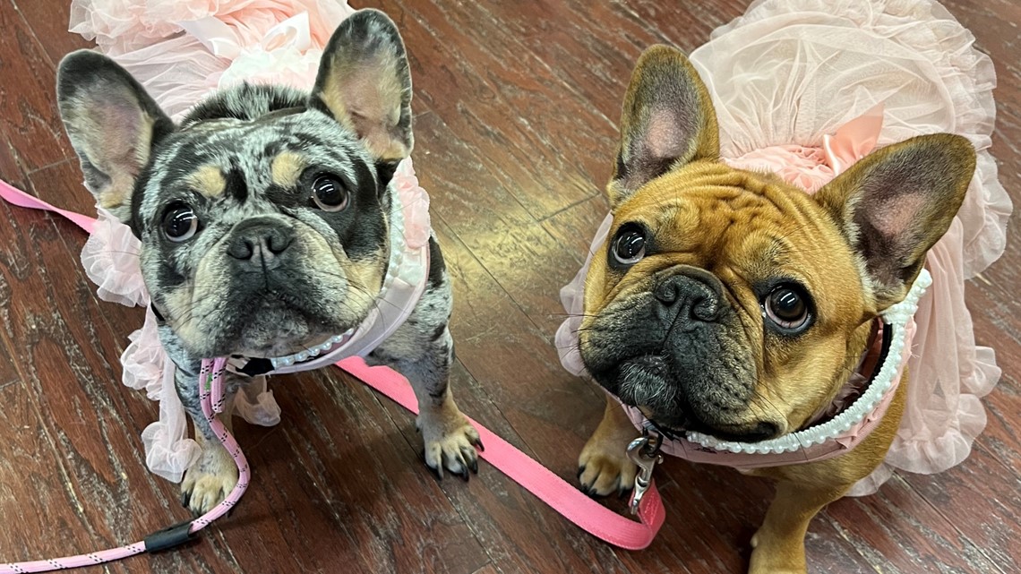 North Knoxville doggie daycare and beer garden hosts 'Dog Prom ...