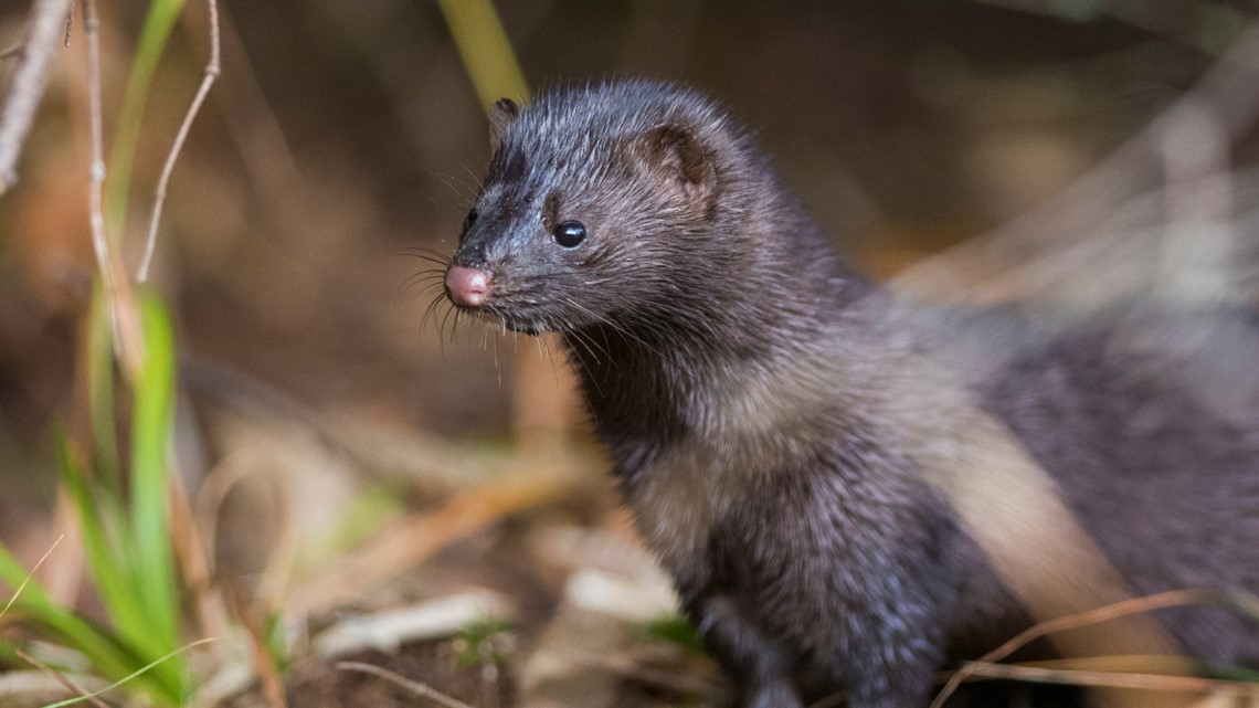 Thousands of mink released from northwest Ohio farm | whas11.com