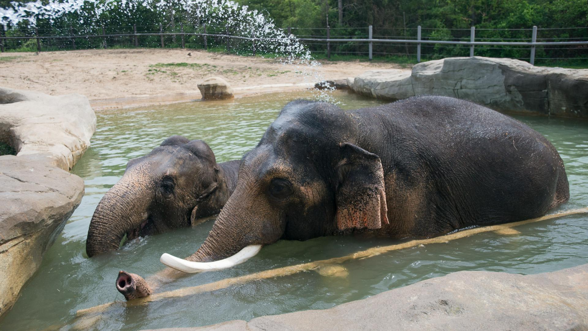 Columbus Zoo elephants transferring to new zoo this summer | whas11.com
