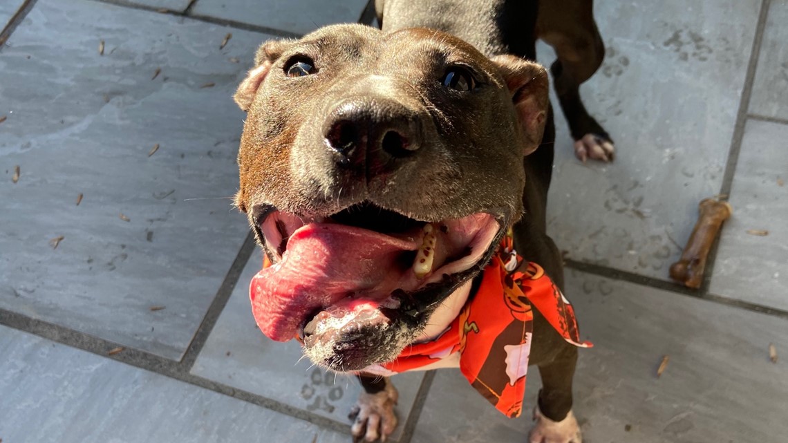 Charlotte fund aims to fix pit bulls and the stigma behind them ...
