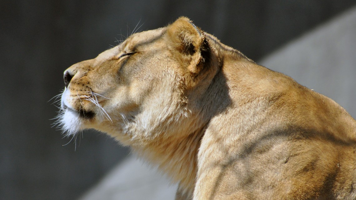 Louisville Zoo says goodbye to female lion Kariba | whas11.com
