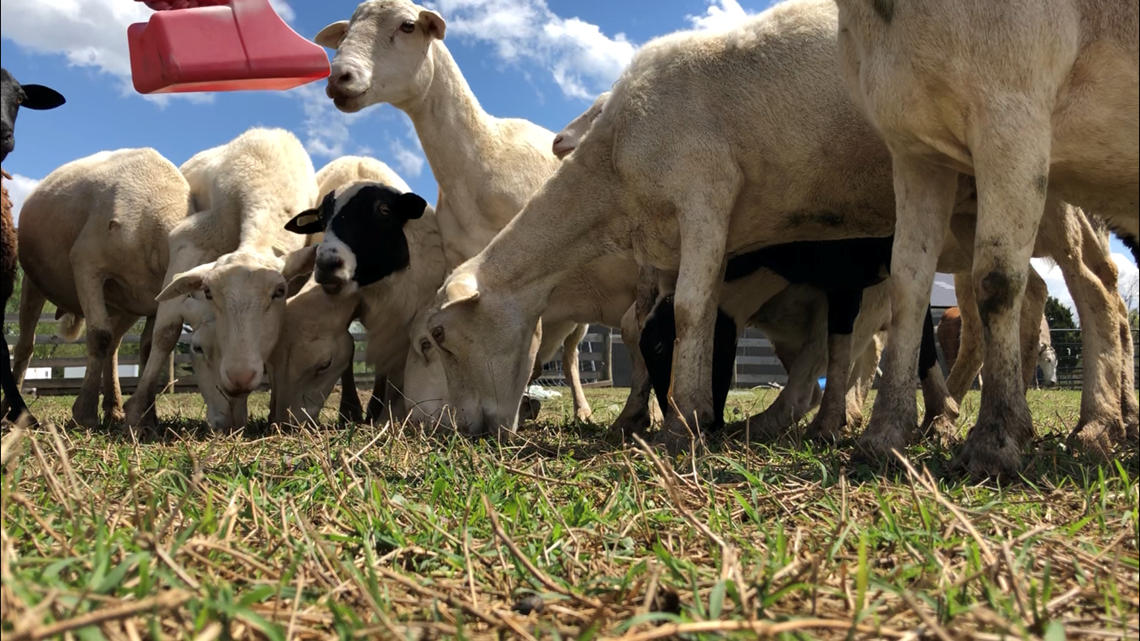 5 sheep killed, 1 put down and 7 missing after attack | whas11.com