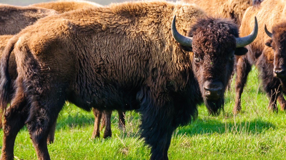 Bison auction next month at Land Between the Lakes | whas11.com