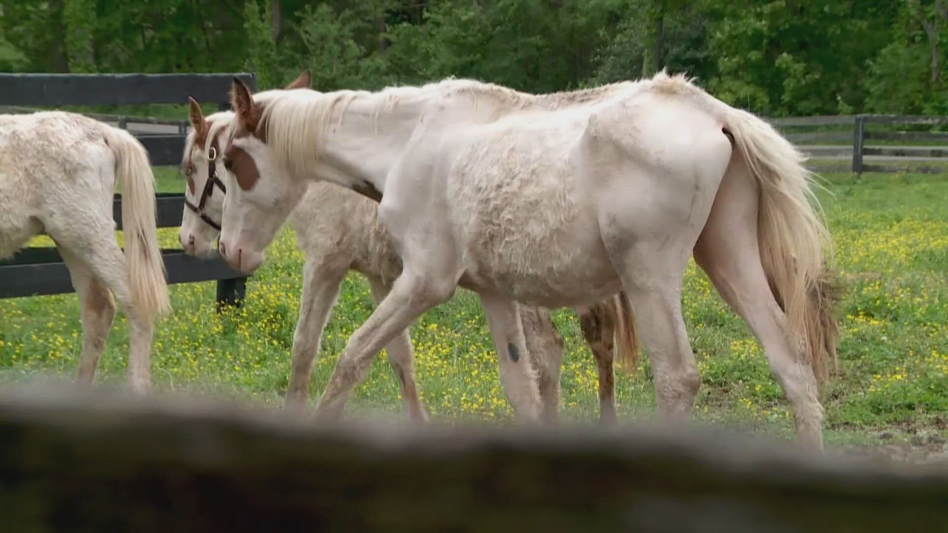 Kentucky Humane Society launches fertility control program for free ...