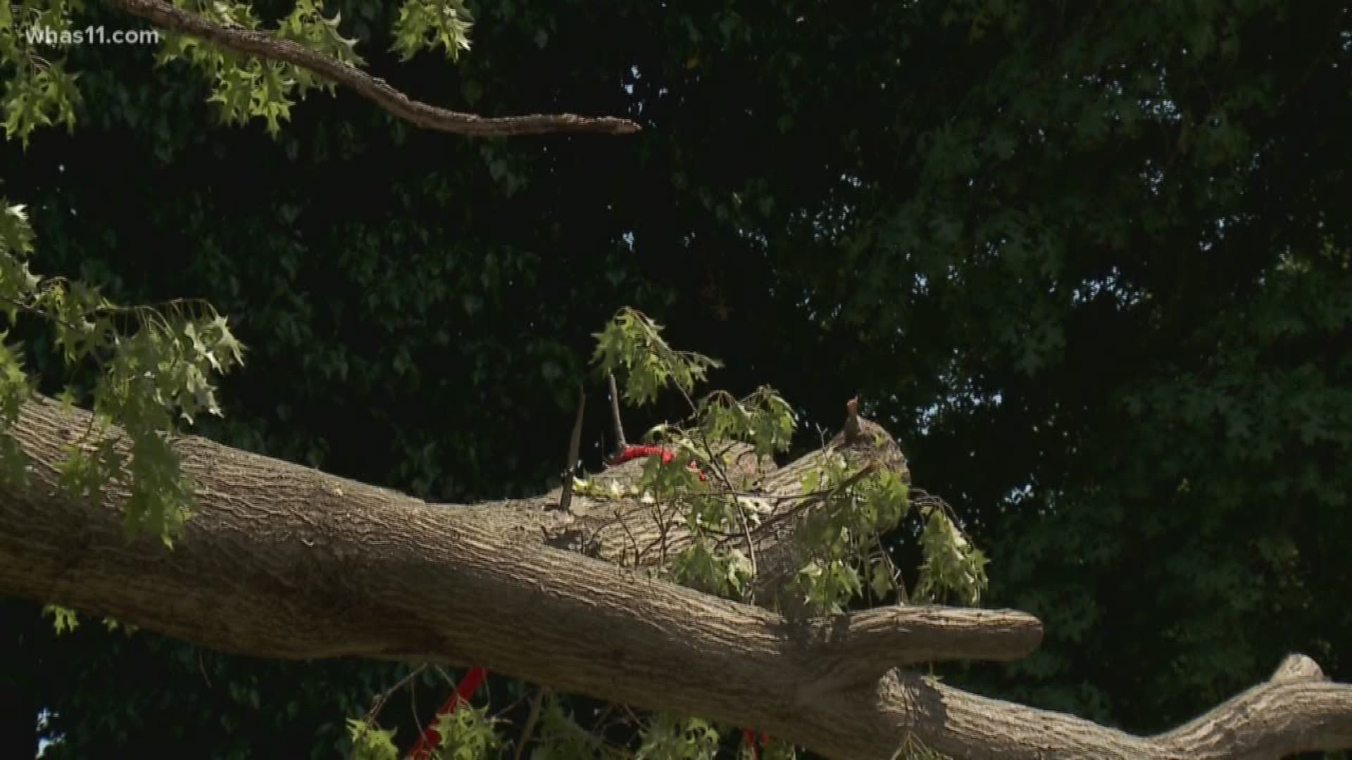 Homeowner frustrated after neighbor's dead tree falls on home | whas11.com