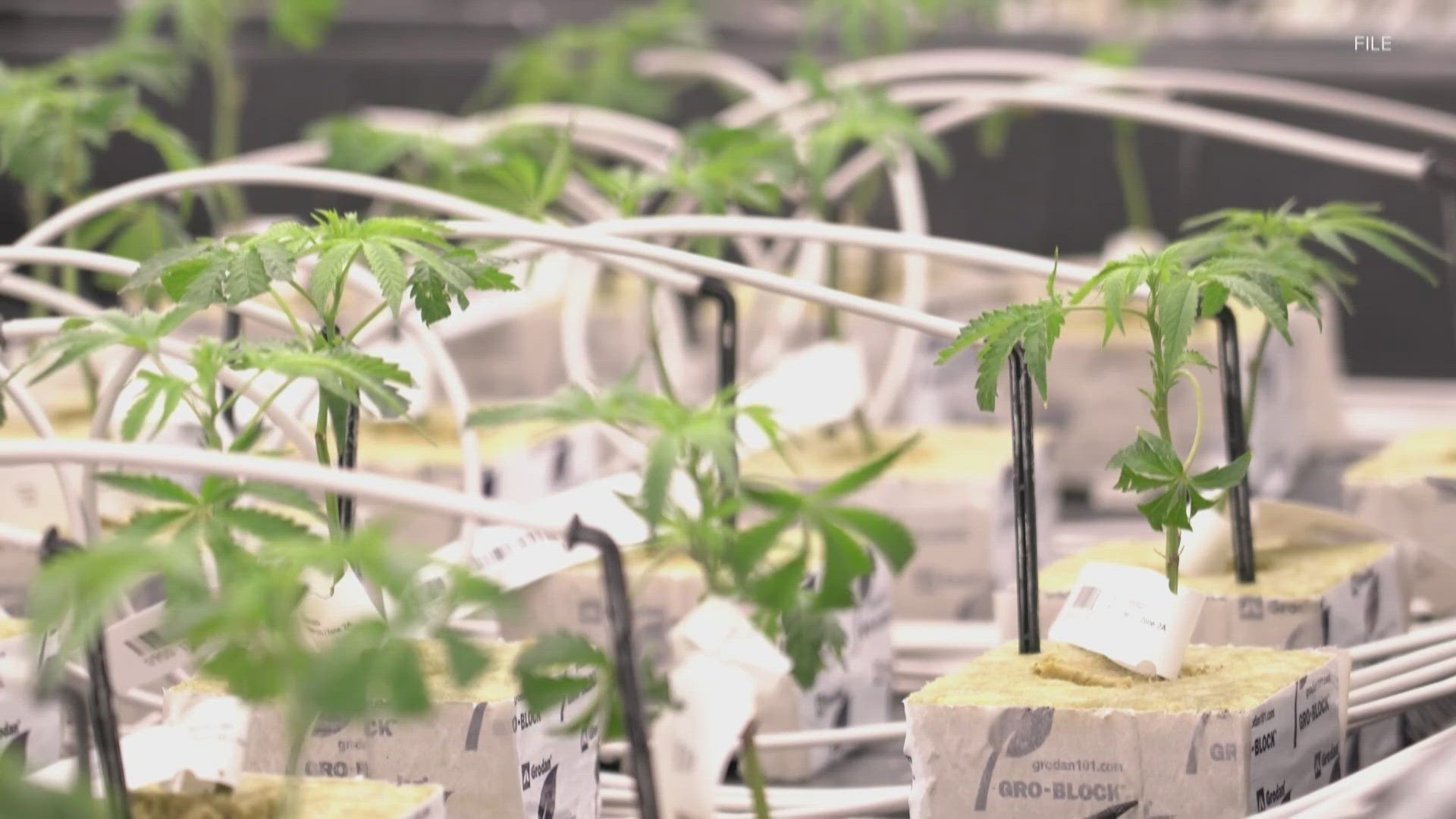 'We're in trouble.' | Kentucky hemp leaders rally to overturn federal ...