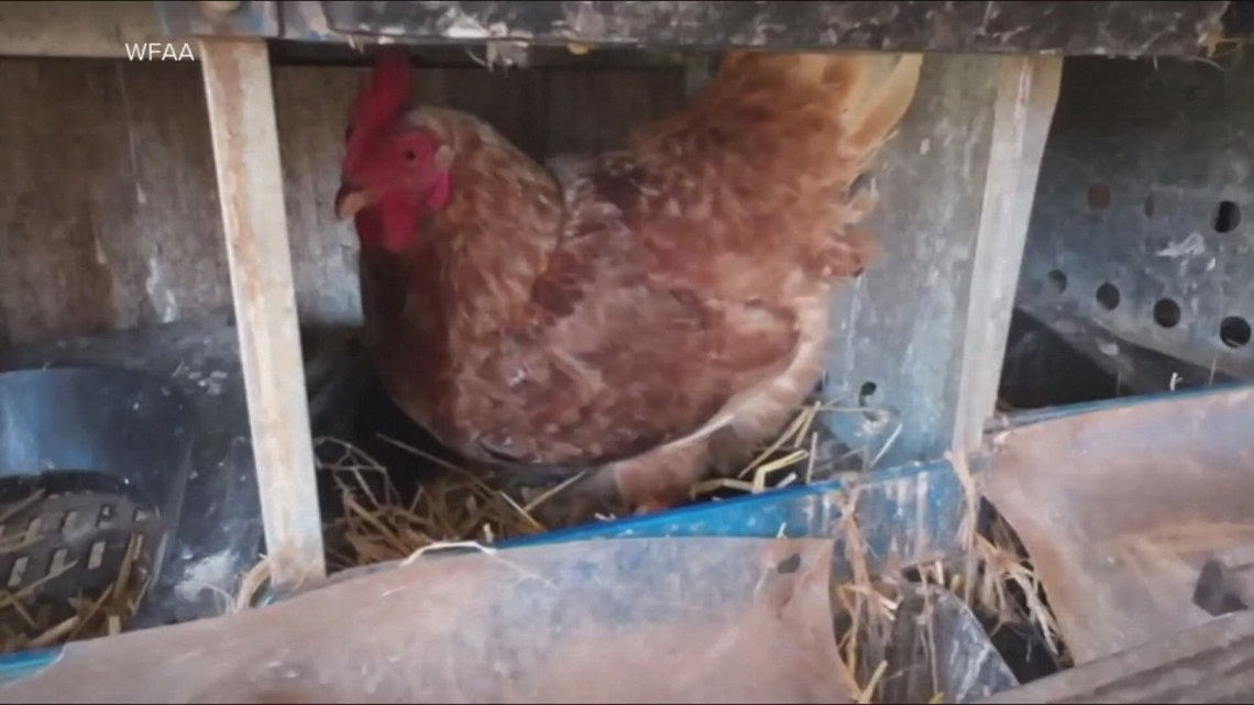 Second bird flu case in humans sparks concern | whas11.com