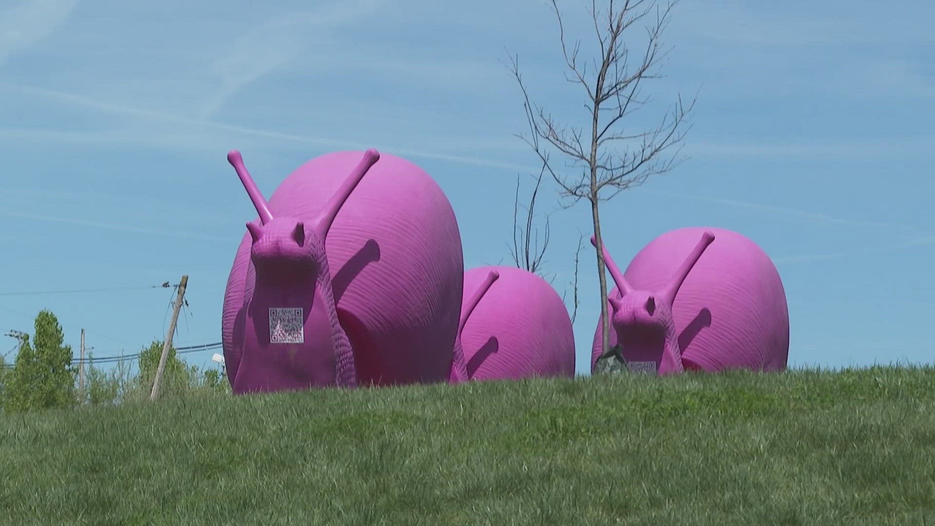 Giant pink snails are 'migrating' through Louisville. Here's why ...
