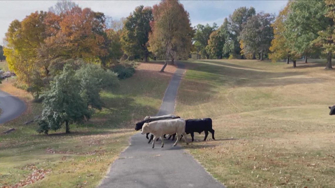 Wrangler needed to help catch missing bull in Louisville | whas11.com
