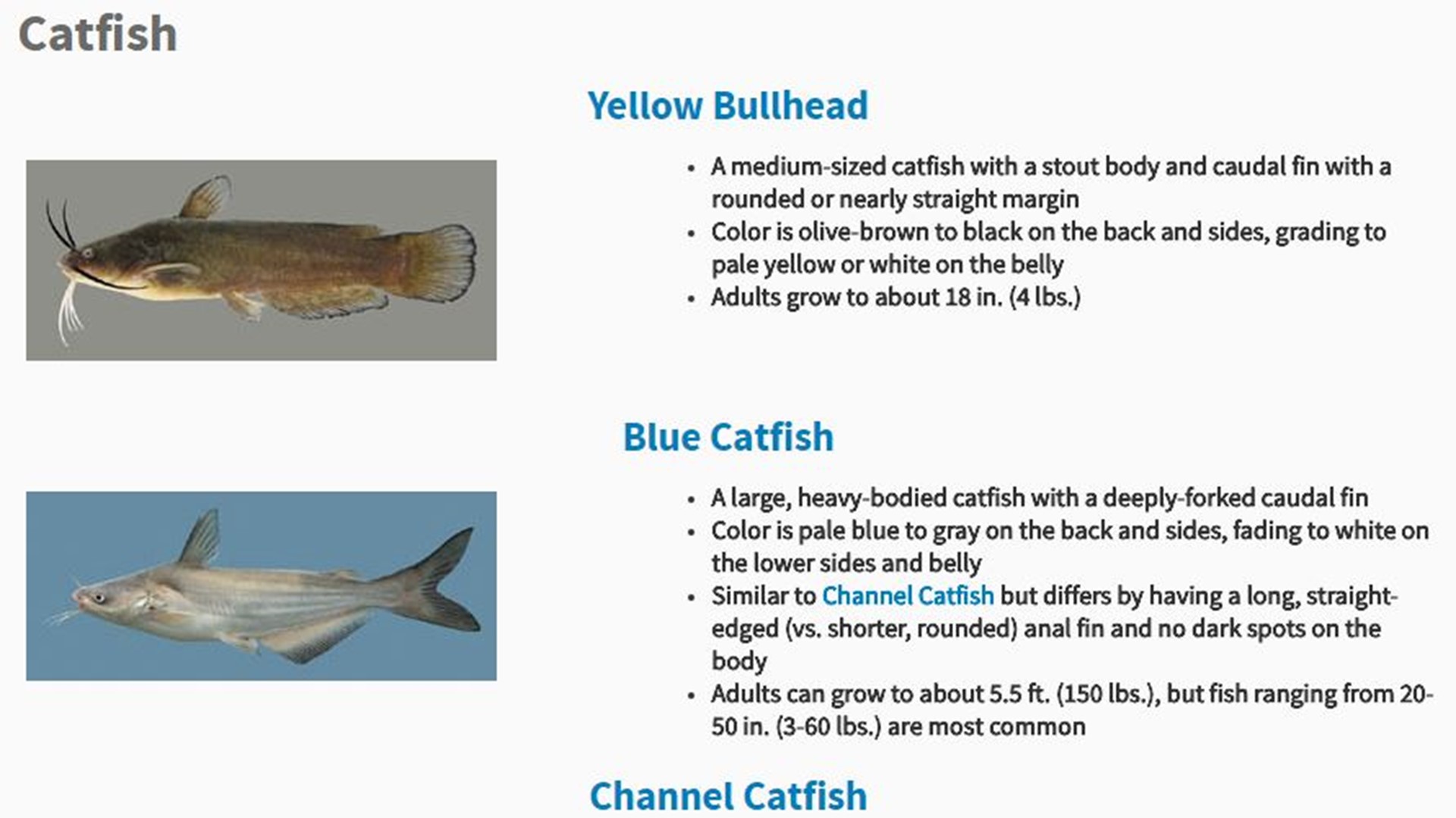 Fishing in Kentucky: Department of Fish and Wildlife provides guide to ...