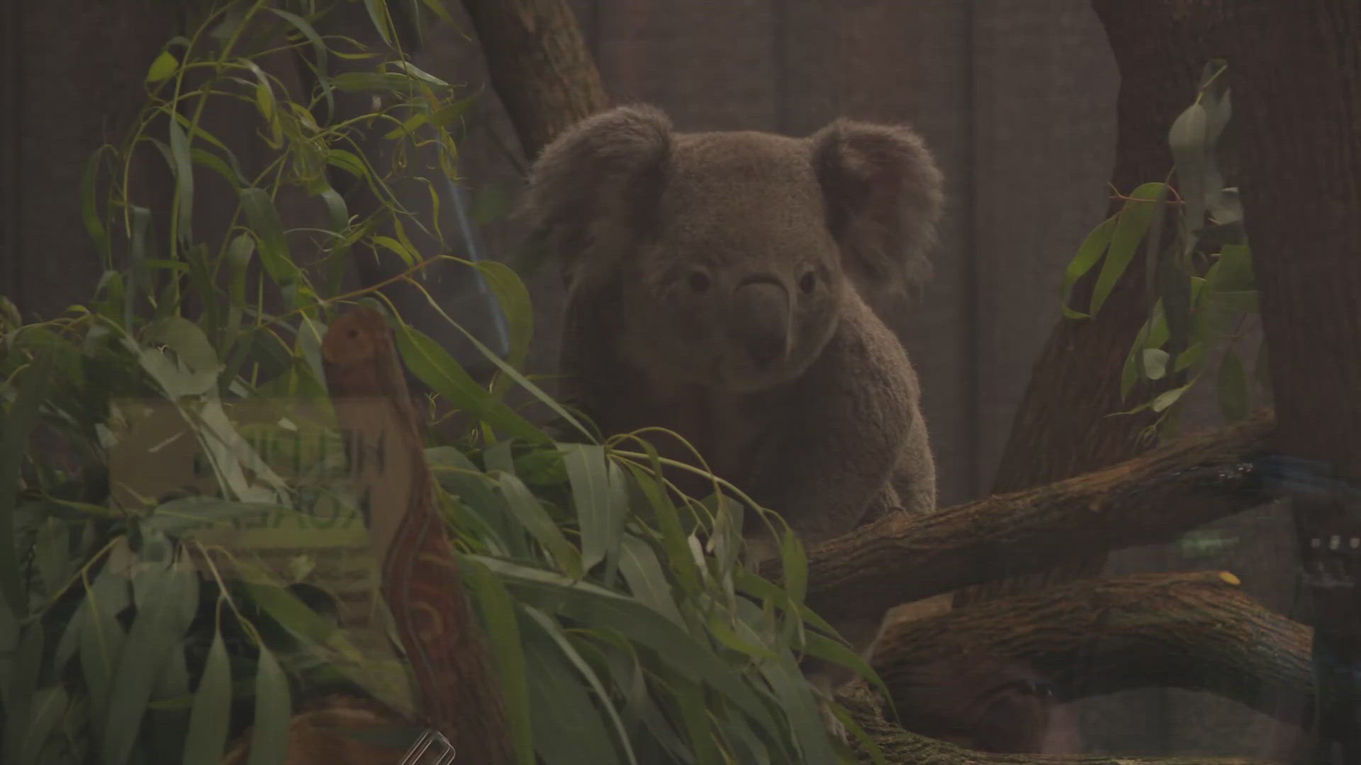 Louisville Zoo debuts new koalas on June 11 | whas11.com