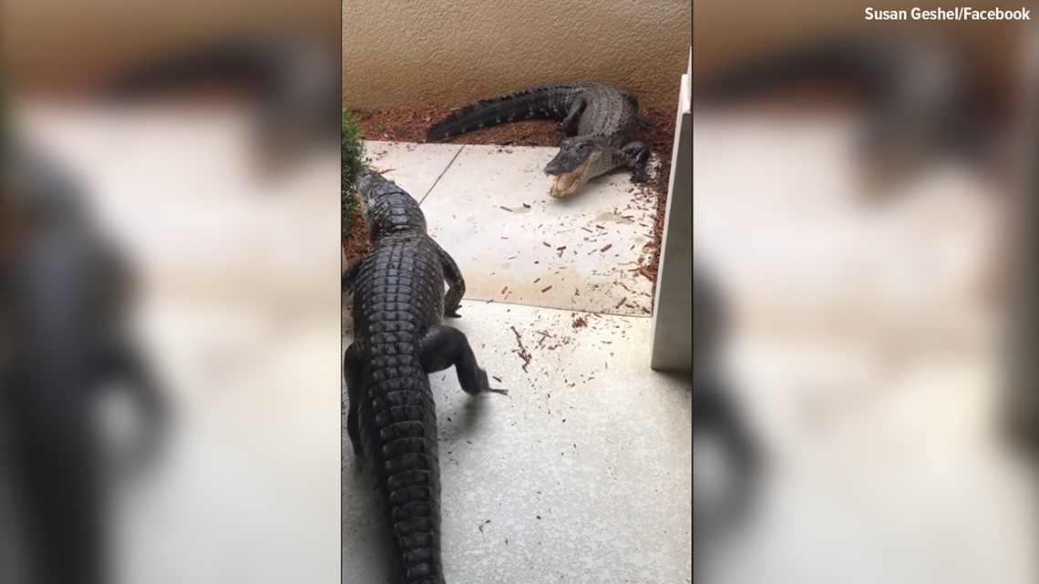 Florida woman discovers alligators fighting by her home | whas11.com