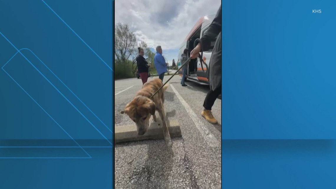 KHS creating emergency shelter for adoptable pets across KY | whas11.com