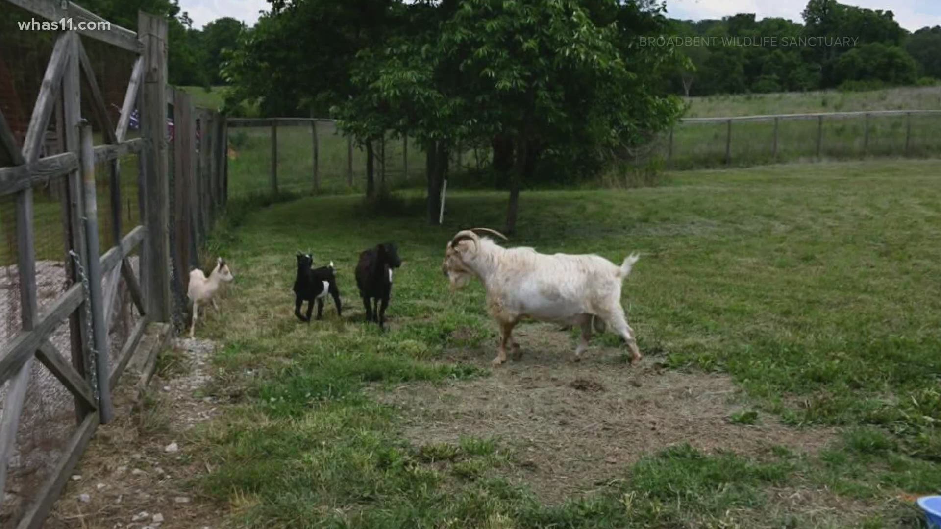 Houdini the goat is a dad! | whas11.com