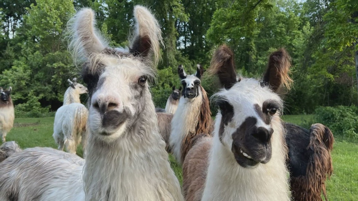 LG&E outage map | Here are the power outages in Kentucky | whas11.com