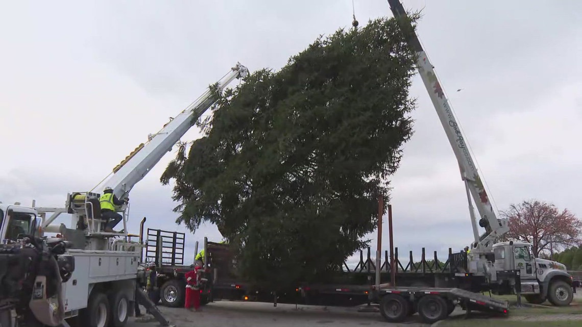 40-foot-tall Christmas tree delivered downtown for 'Light Up Louisville ...