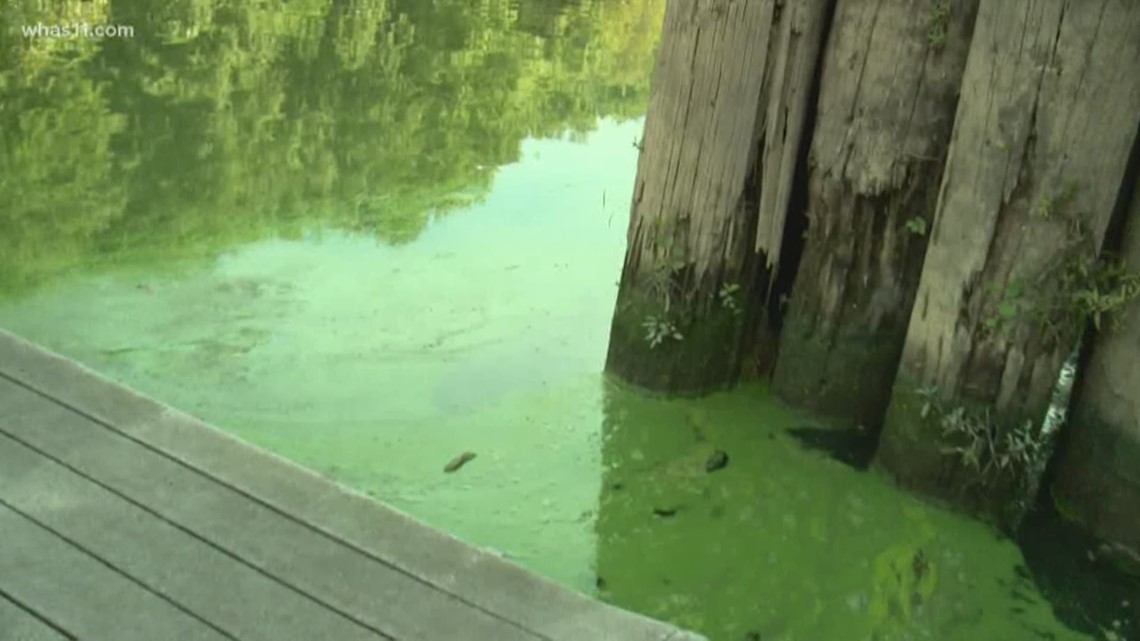 Harmful algae blooms in Ohio River could affect swimming portion of ...