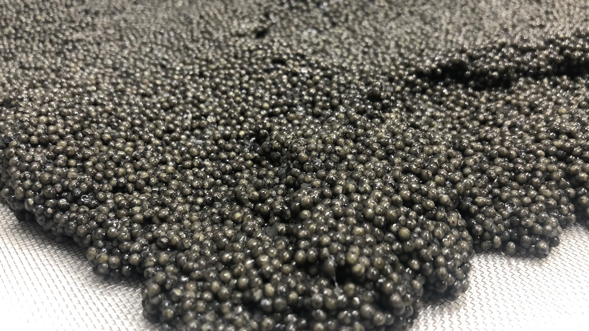This Kentucky fish market is producing 'America's Best' caviar | whas11.com