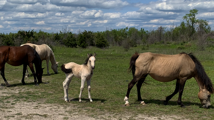 Appalachian Horse Project saves horses in eastern Kentucky | whas11.com